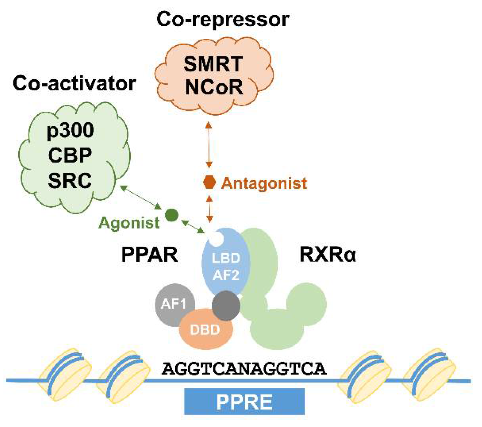 Functional Regulation of PPARs through Post-Translational Modifications