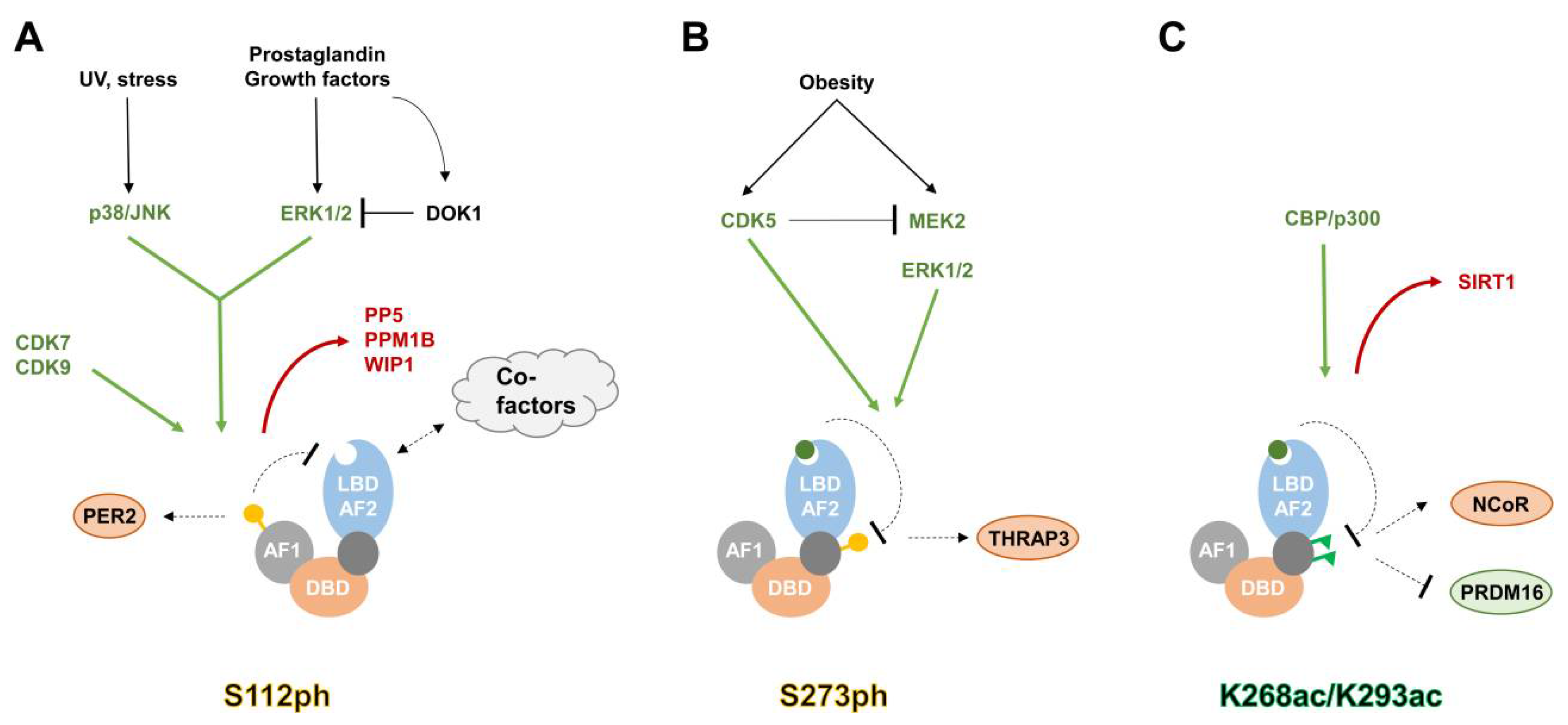 Functional Regulation of PPARs through Post-Translational Modifications