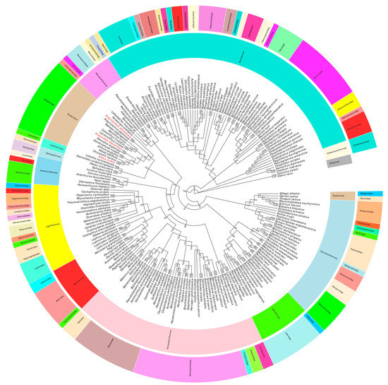 Characterization of the Complete Mitochondrial Genome Sequences of ...