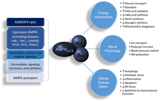 AMP-Activated Protein Kinase as a Reprogramming Strategy for ...