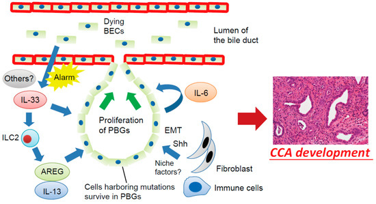 IJMS | Free Full-Text | Peribiliary Glands as the Cellular Origin of ...