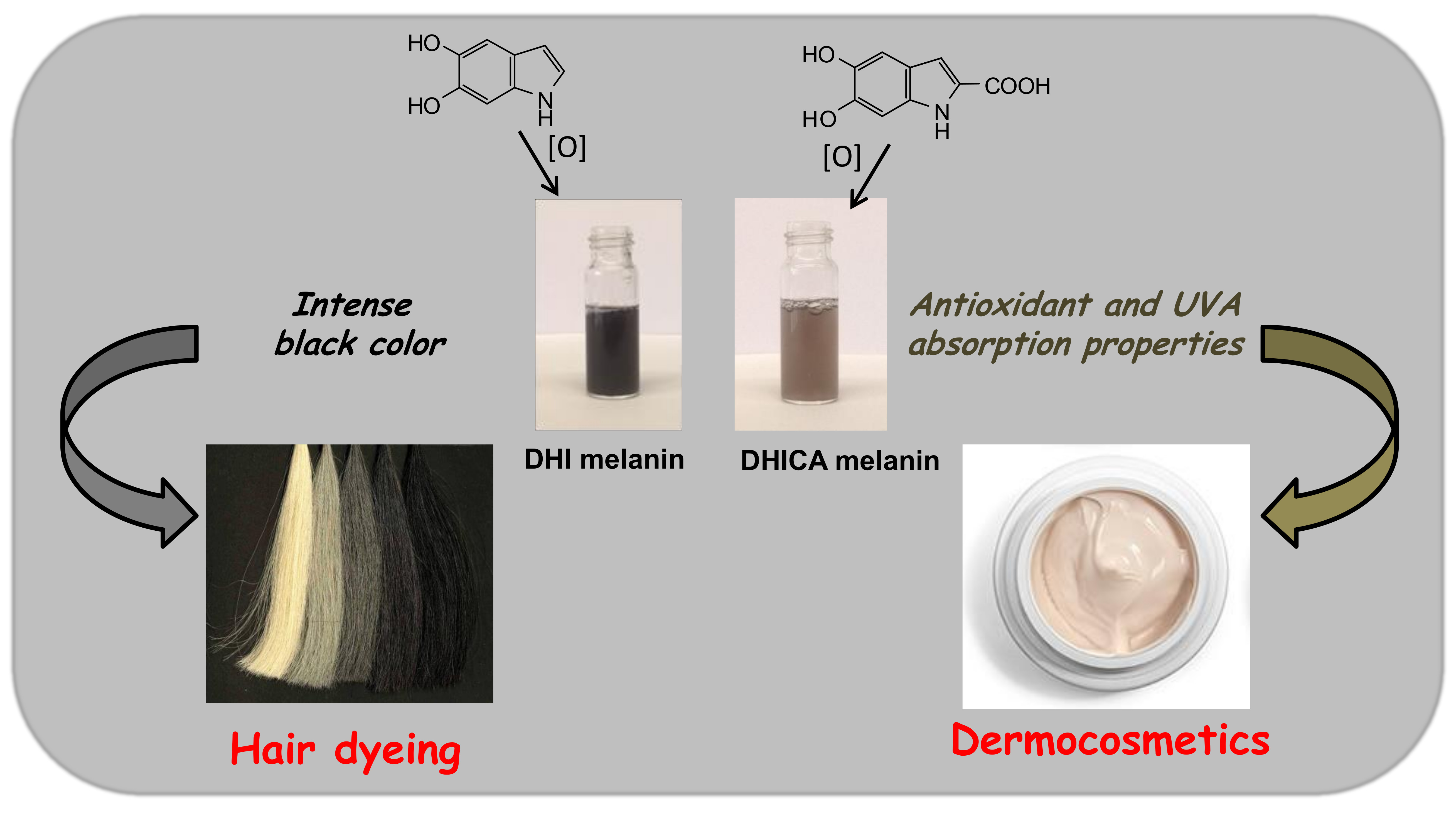 IJMS | Free Full-Text | The Late Stages of Melanogenesis: Exploring the ...