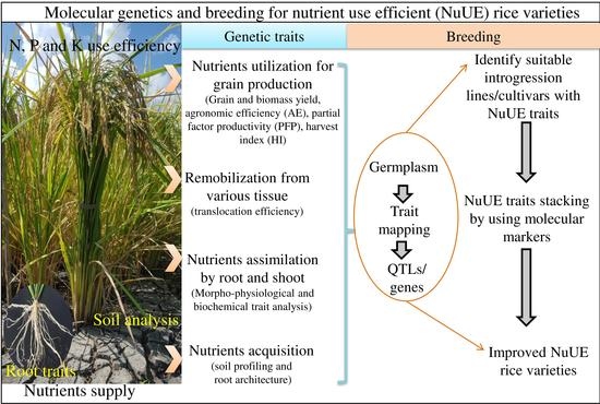 IJMS | Free Full-Text | Molecular Genetics and Breeding for Nutrient ...