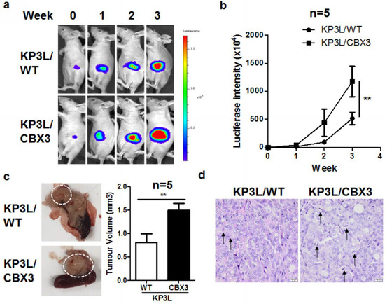 Overexpression of CBX3 in Pancreatic Adenocarcinoma Promotes Cell Cycle ...