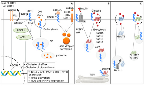 The Role of Low-Density Lipoprotein Receptor-Related Protein 1 in Lipid Metabolism, Glucose ...
