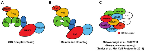 Scorpins in the DNA Damage Response