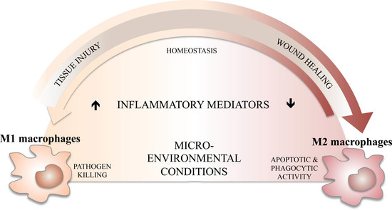 IJMS | Free Full-Text | Role of Human Macrophage Polarization in Inflammation during Infectious ...