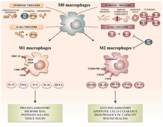 Role of Human Macrophage Polarization in Inflammation during Infectious ...