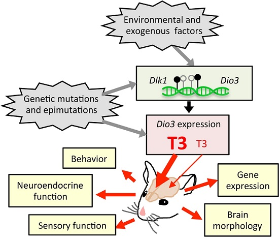IJMS | Free Full-Text | The Type 3 Deiodinase: Epigenetic Control of ...