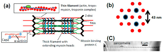 IJMS | Special Issue : The Actin-Myosin Interaction in Muscle