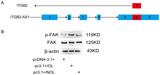 LncRNA ITGB2-AS1 Could Promote the Migration and Invasion of Breast ...