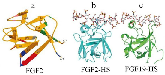 FGF Family: From Drug Development to Clinical Application