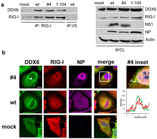 The RNA Helicase DDX6 Associates with RIG-I to Augment Induction of ...