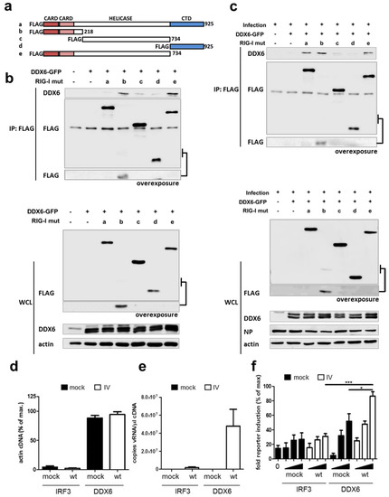 The RNA Helicase DDX6 Associates with RIG-I to Augment Induction of ...