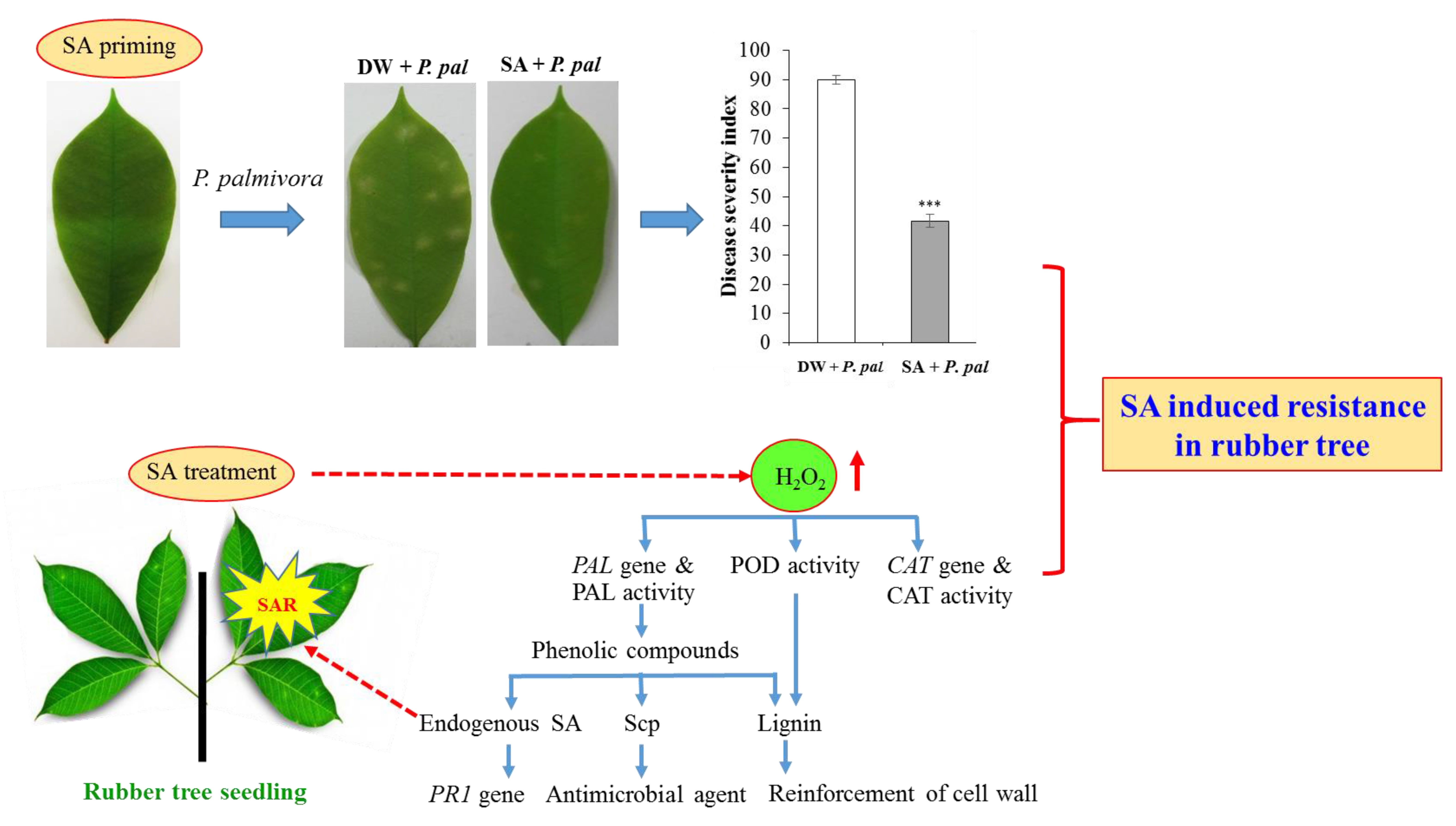 IJMS | Free Full-Text | Salicylic Acid Induces Resistance in Rubber ...