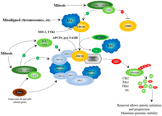 IJMS | Free Full-Text | Activating the Anaphase Promoting Complex to ...
