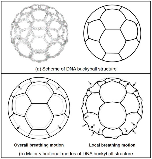 Fabrication and Characterization of Finite-Size DNA 2D Ring and 3D ...