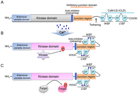 The Arabidopsis Calcium-Dependent Protein Kinases (CDPKs) and Their ...
