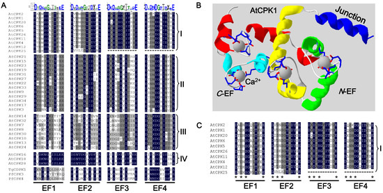 The Arabidopsis Calcium-Dependent Protein Kinases (CDPKs) and Their ...