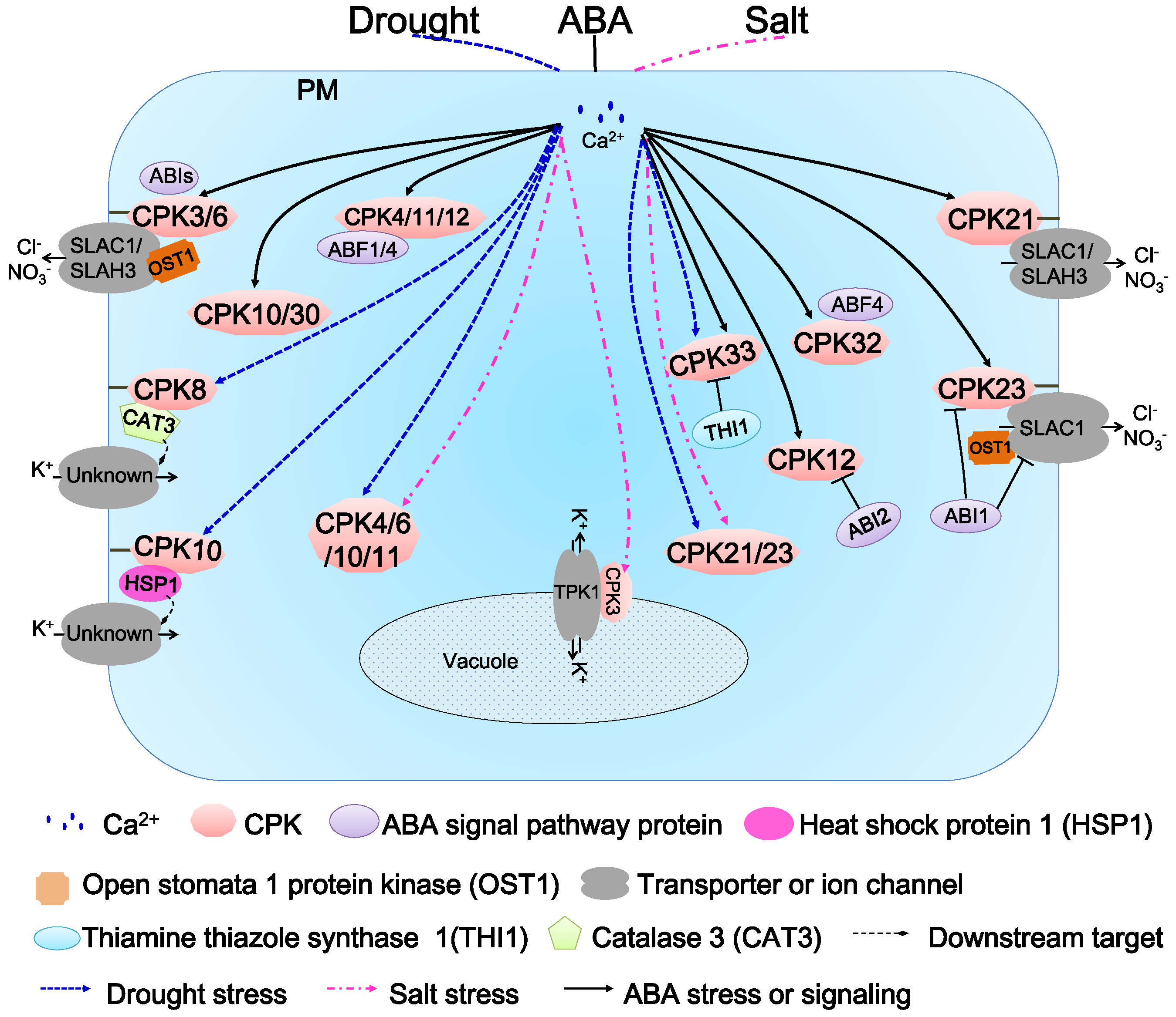 IJMS | Free Full-Text | The Arabidopsis Calcium-Dependent Protein Kinases (CDPKs) and Their ...