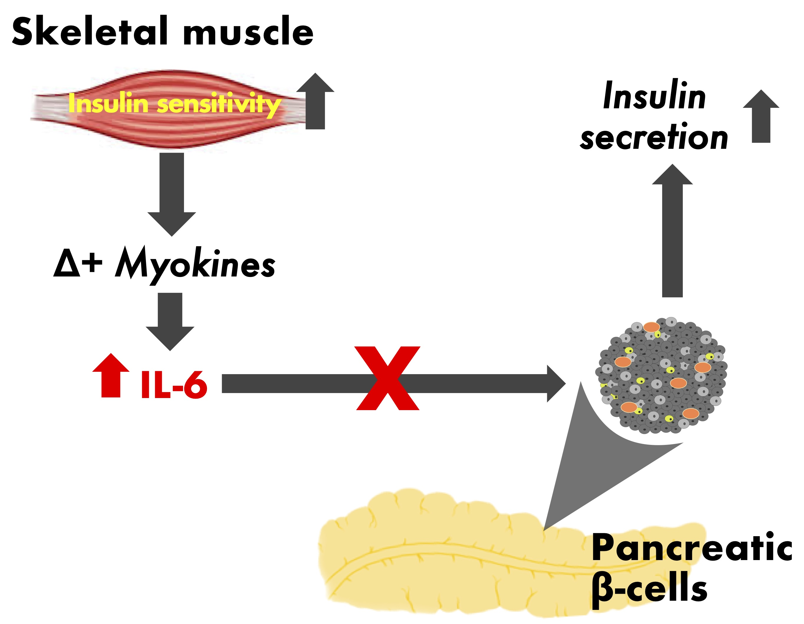 IJMS | Free Full-Text | Probing the Effect of Physiological ...