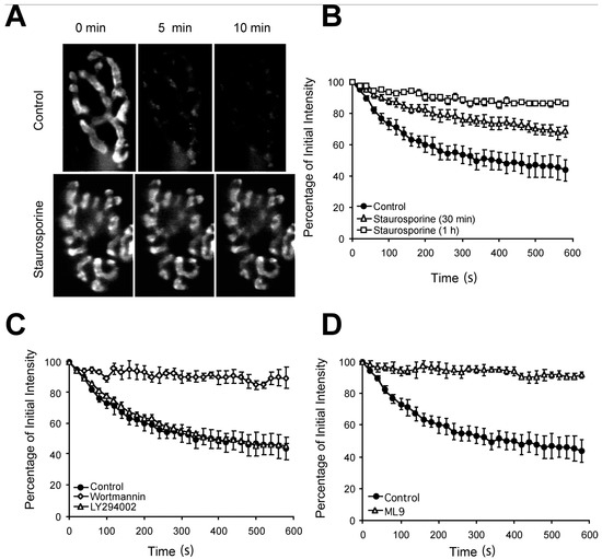 IJMS | Free Full-Text | Importance of Full-Collapse Vesicle Exocytosis ...