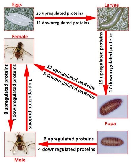 IJMS | Free Full-Text | Comparative Proteomic Profiling between Each of ...