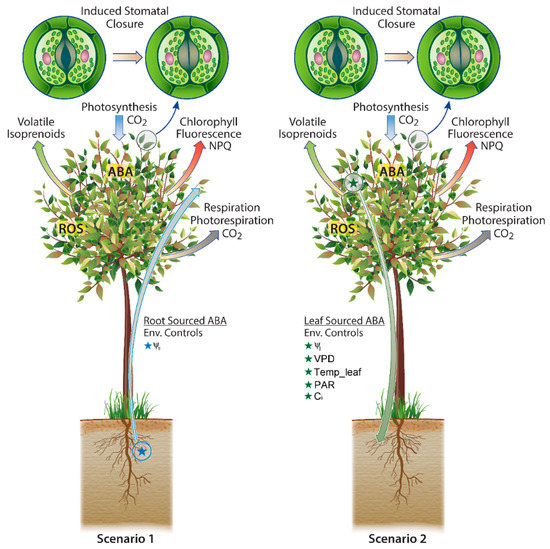 Below versus above Ground Plant Sources of Abscisic Acid (ABA) at the ...