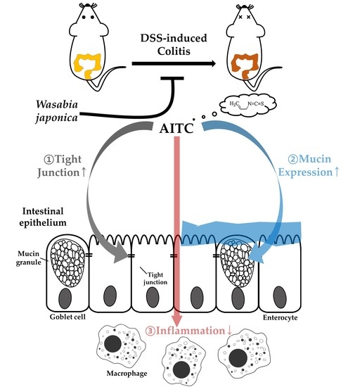 IJMS | Free Full-Text | Allyl Isothiocyanate Ameliorates Dextran Sodium ...