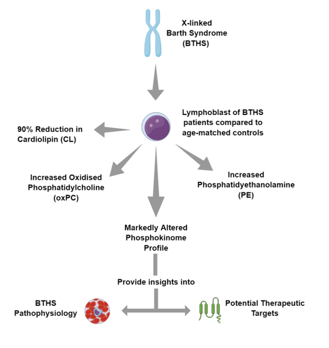 IJMS | Free Full-Text | Phosphokinome Analysis of Barth Syndrome ...
