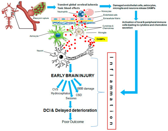 IJMS | Free Full-Text | Role of Damage Associated Molecular Pattern Molecules (DAMPs) in ...