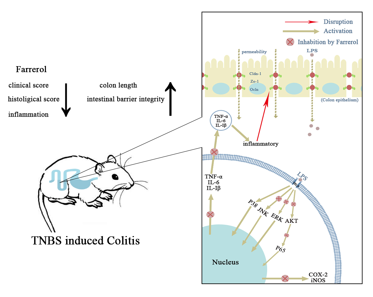 IJMS | Free Full-Text | Farrerol Ameliorates TNBS-Induced Colonic ... IJMS | Free Full-Text | Farrerol Ameliorates TNBS-Induced Colonic ...