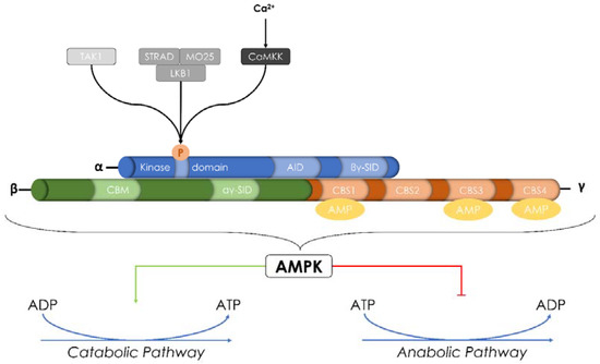 IJMS | Free Full-Text | Implications of AMPK in the Formation of ...