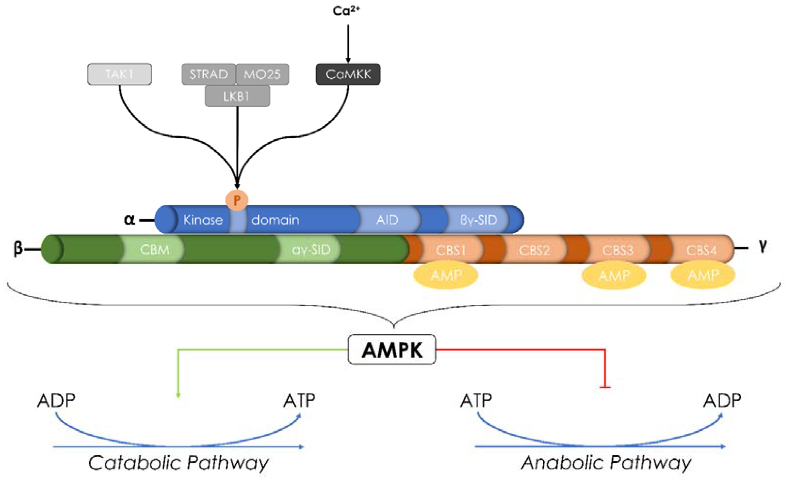 IJMS | Free Full-Text | Implications of AMPK in the Formation of Epithelial Tight Junctions