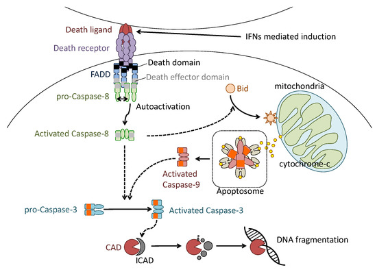Programmed Cell Death in the Pathogenesis of Influenza