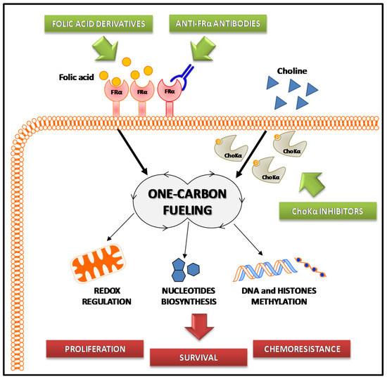 One-Carbon Metabolism: Biological Players in Epithelial Ovarian Cancer