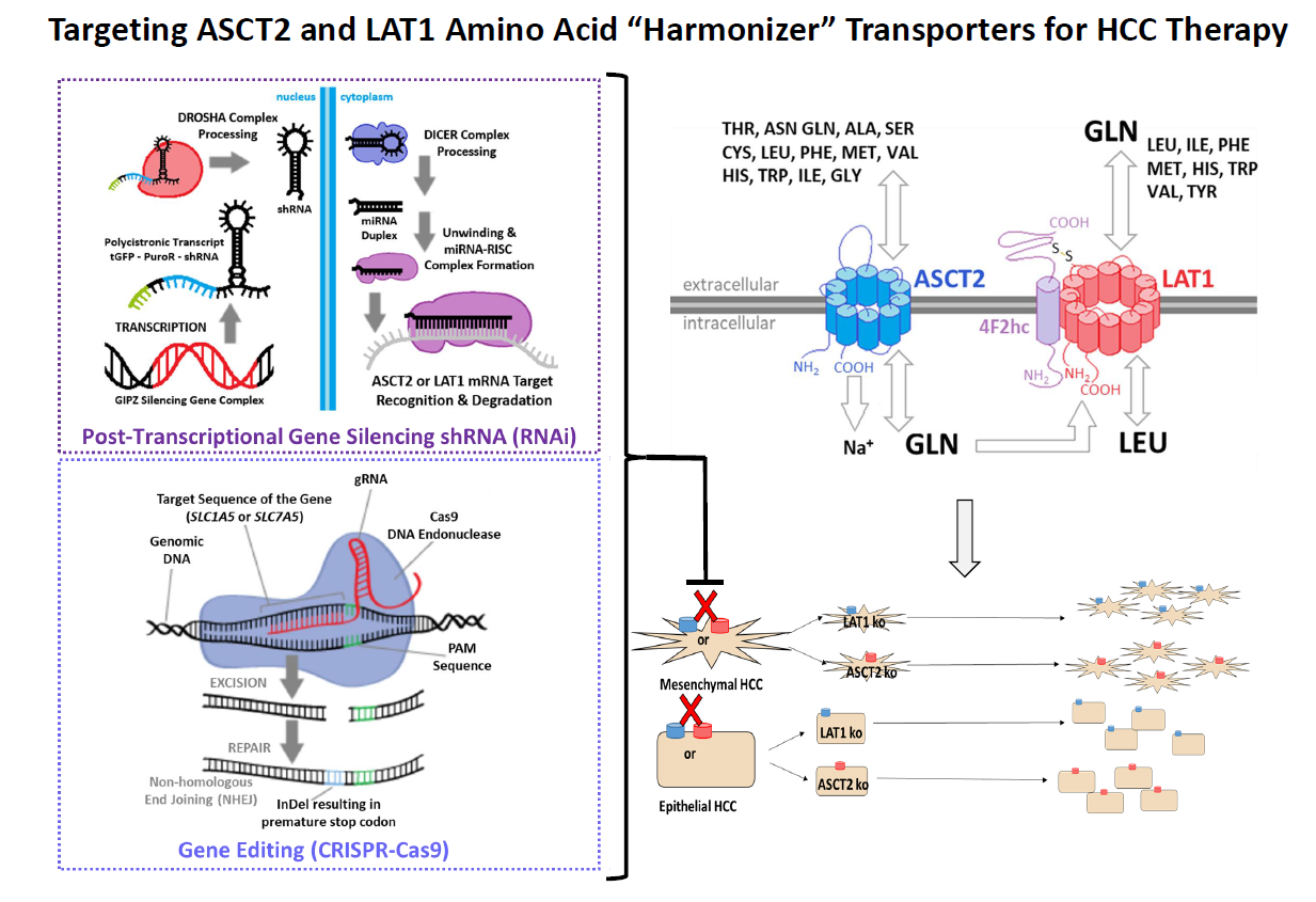 IJMS | Free Full-Text | Targeted Suppression and Knockout of ASCT2 or ...