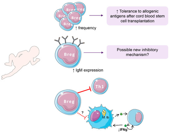 B Regulatory Cells: Players in Pregnancy and Early Life