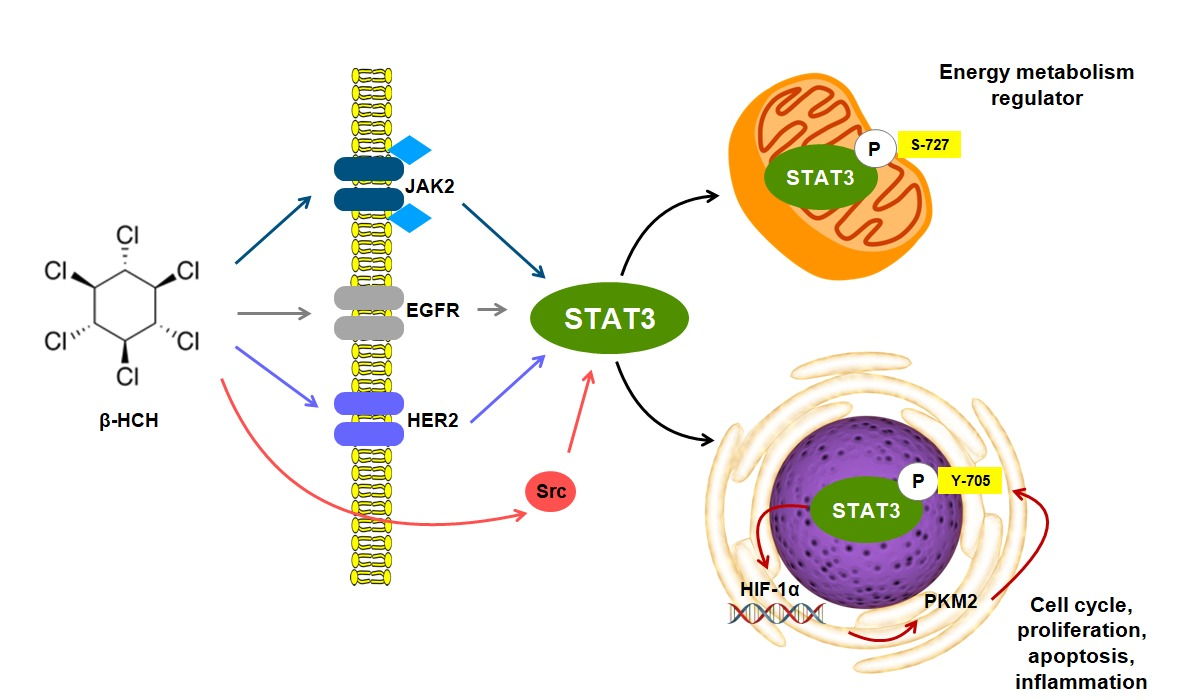 IJMS | Free Full-Text | STAT3, a Hub Protein of Cellular Signaling ...