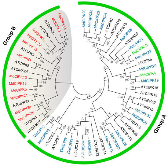 Genome-Wide Identification and Characterization of CIPK Family and ...