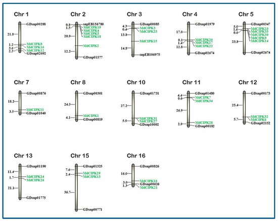 IJMS | Free Full-Text | Genome-Wide Identification and Characterization ...