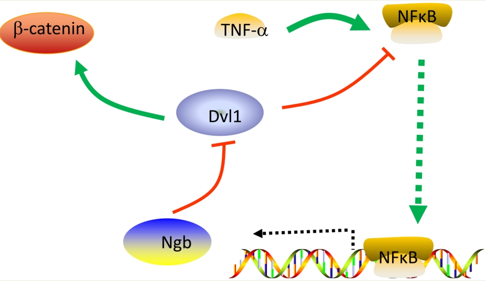 IJMS | Free Full-Text | Neuroglobin Regulates Wnt/β-Catenin and NFκB ...