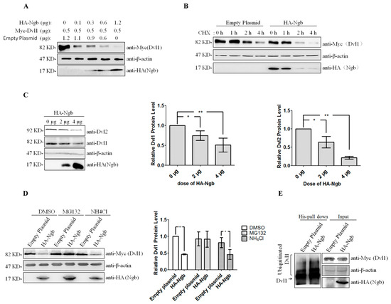 IJMS | Free Full-Text | Neuroglobin Regulates Wnt/β-Catenin and NFκB ...