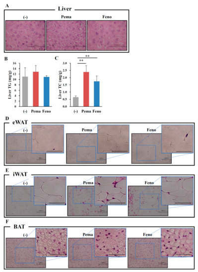 The Peroxisome Proliferator-Activated Receptor α (PPARα) Agonist ...