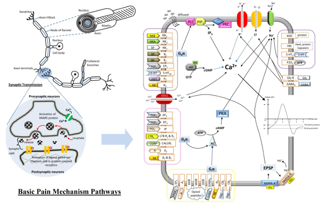 IJMS | Free Full-Text | General Pathways of Pain Sensation and the ...