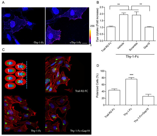 IJMS | Free Full-Text | Intracellular Ca2+ Increases and Connexin 43 ...