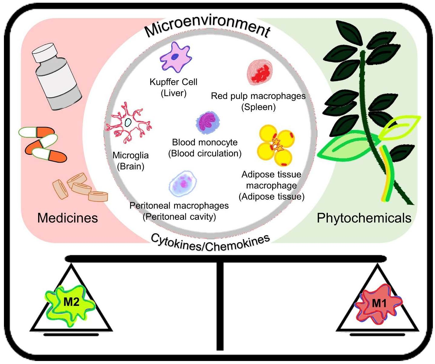 IJMS | Free Full-Text | Chemopreventive Effects of Phytochemicals and ... IJMS | Free Full-Text | Chemopreventive Effects of Phytochemicals and ...