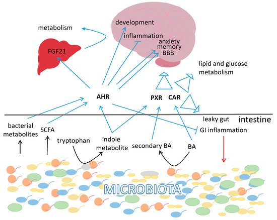 IJMS | Free Full-Text | Enteric Microbiota–Gut–Brain Axis from the ...