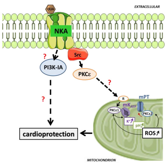 Na/K-ATPase Signaling and Cardiac Pre/Postconditioning with Cardiotonic ...