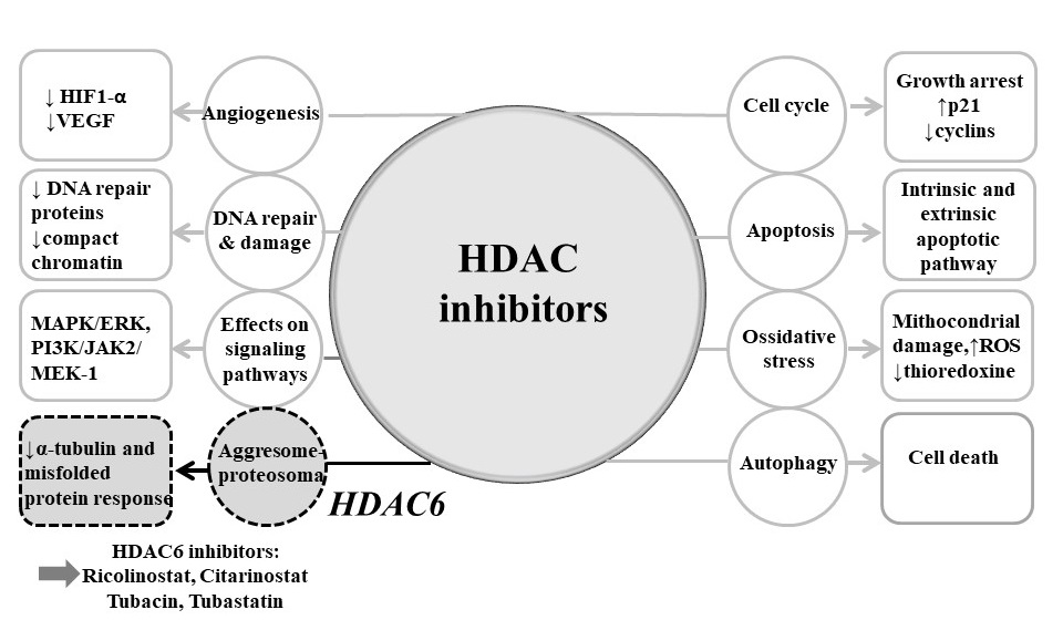 IJMS | Free Full-Text | The Therapeutic Strategy of HDAC6 Inhibitors in ...